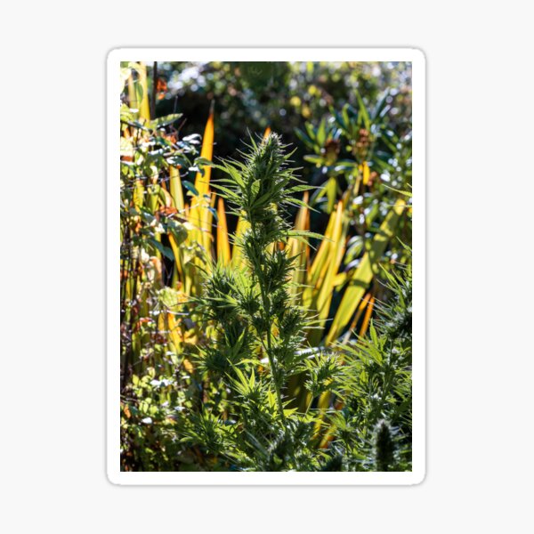 "Cannabis Flower 24" Sticker for Sale by BuddhaGardens | Redbubble