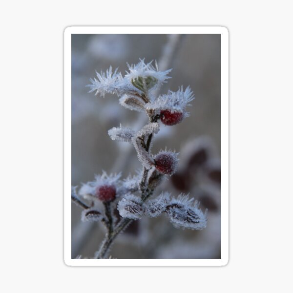 "Spikey" Sticker by steffik | Redbubble