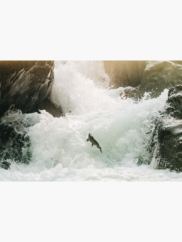 "Jumping Coho Salmon" Sticker for Sale by SaraMontour | Redbubble