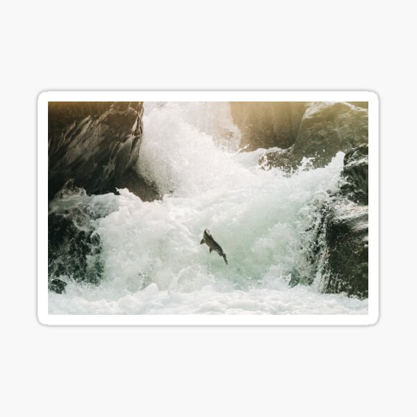 "Jumping Coho Salmon" Sticker for Sale by SaraMontour | Redbubble