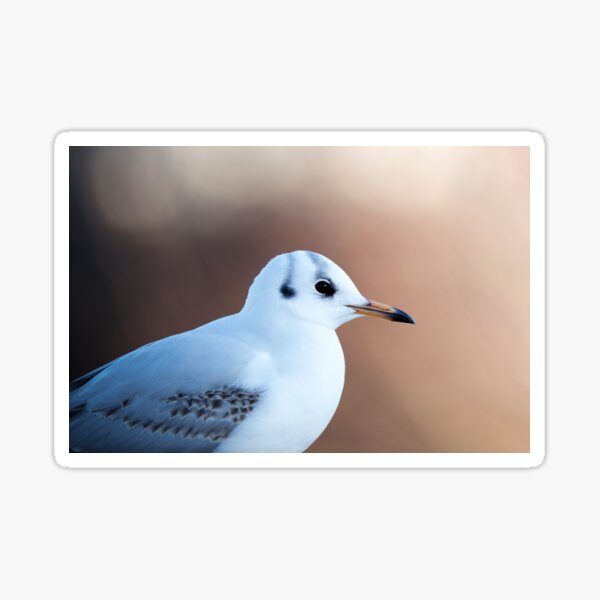 "Portrait of a gull" Sticker for Sale by MargrietV | Redbubble