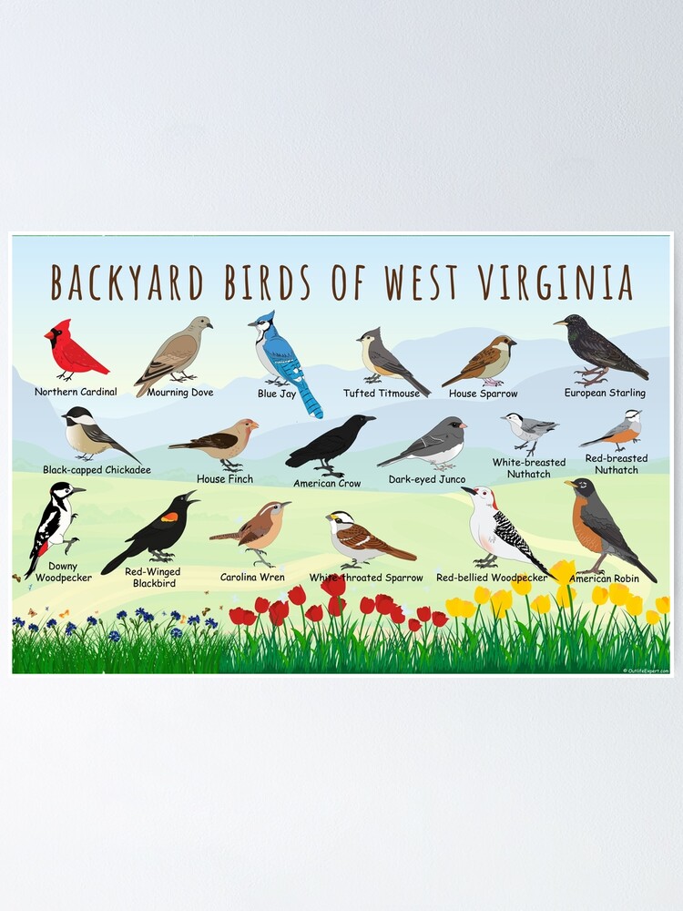 "Backyard birds of West Virginia" Poster for Sale by AndyMcBird | Redbubble