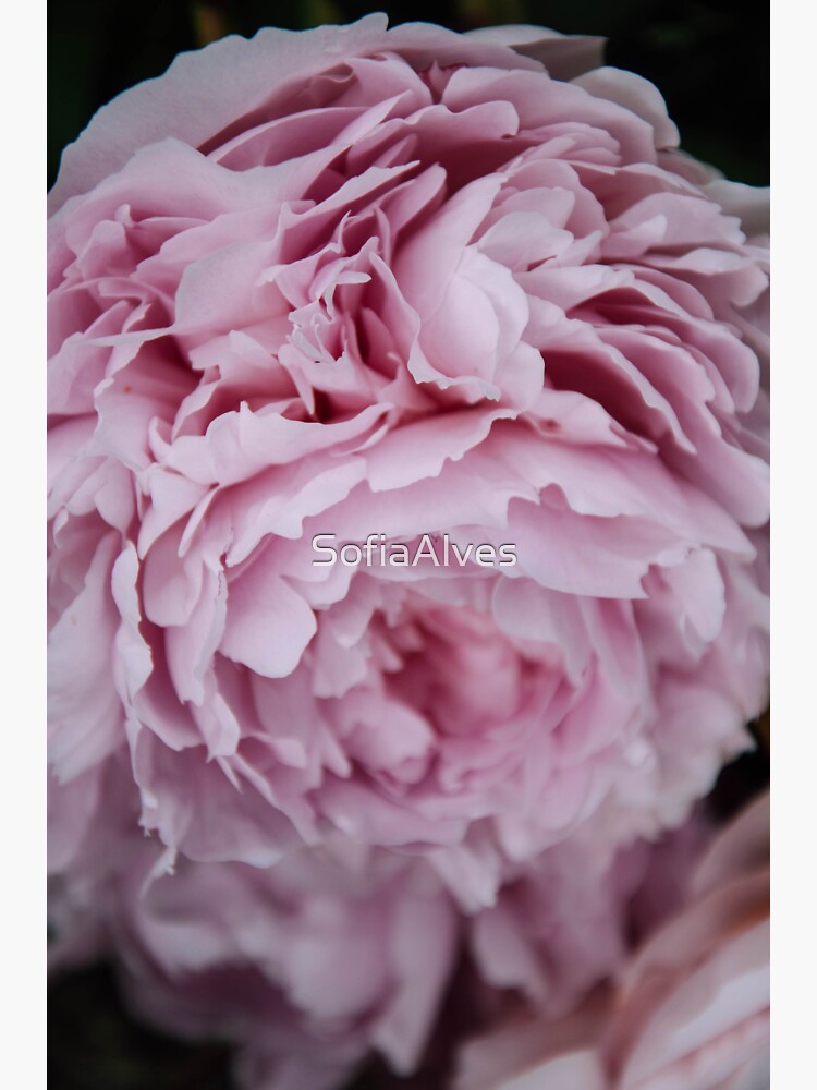 Folding Flower Merch & Gifts for Sale | Redbubble