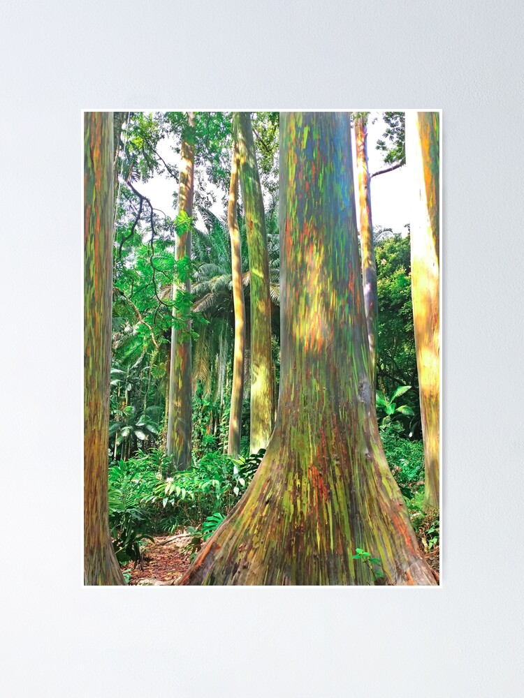 "Rainbow Eucalyptus Forest Maui Hawaii" Poster for Sale by MauiMerMade ...