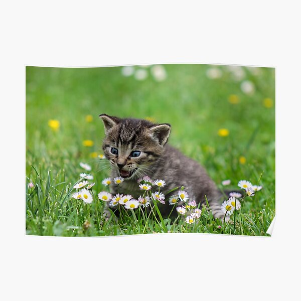 "Smol kitty" Poster for Sale by spacecharly | Redbubble