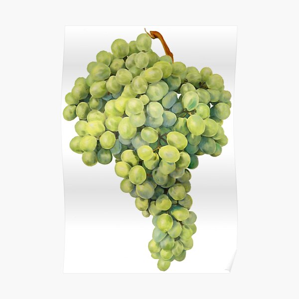 "Grapes illustration (fine art)" Poster for Sale by hamishdavies ...
