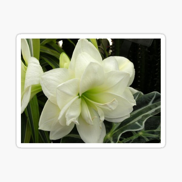 "Amaryllis" Sticker by Lauviahsdesign | Redbubble