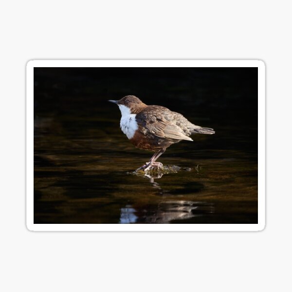 "Dipper" Sticker for Sale by mille19 | Redbubble