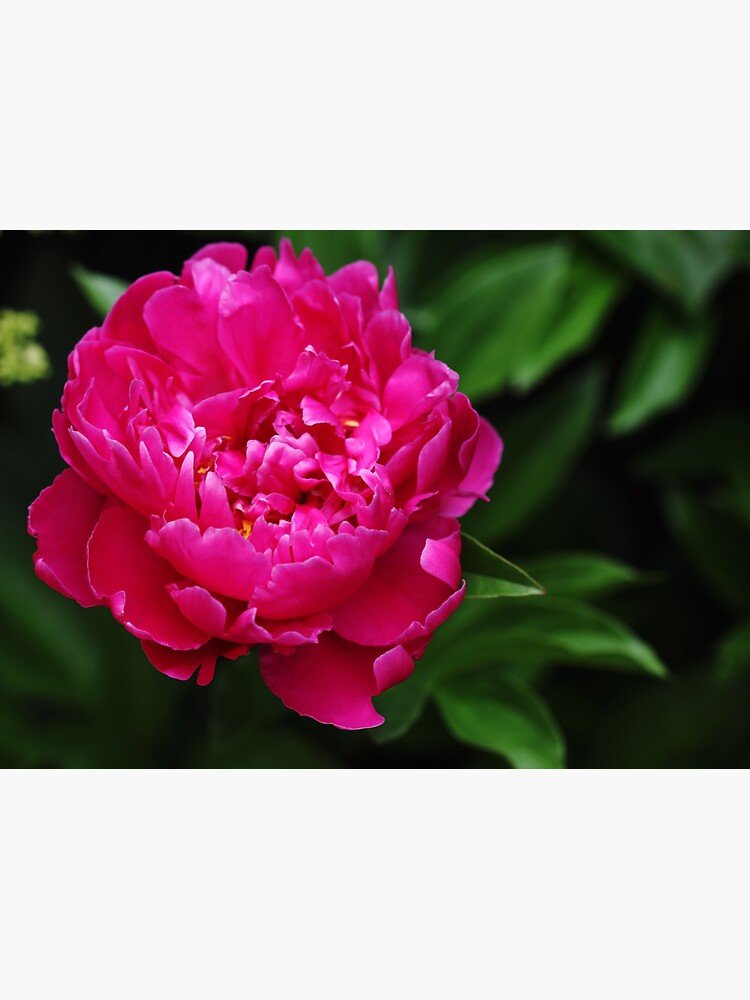 "Showstopper" Sticker for Sale by debop | Redbubble