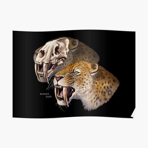 "Sabre-toothed Cat (Smilodon fatalis)" Poster for Sale by antarcticpip ...