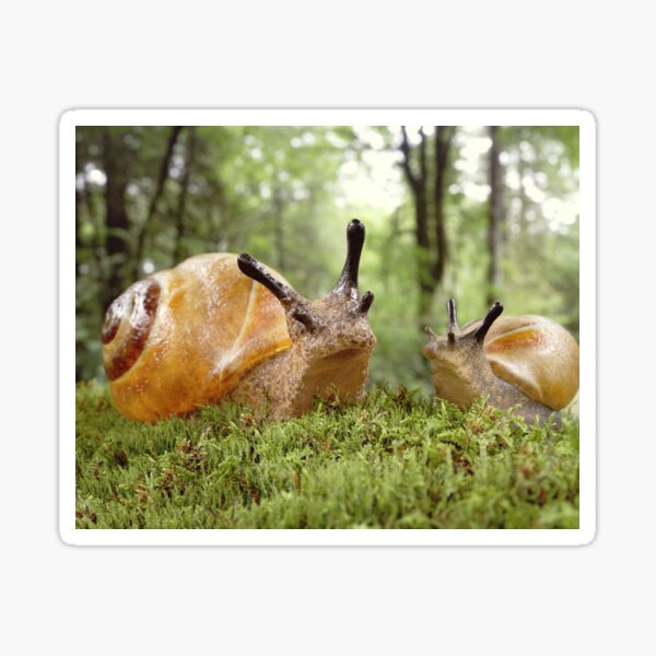 "Snails" Sticker for Sale by AdrianKulawik | Redbubble