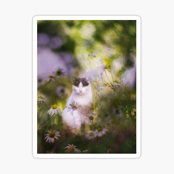 "Cat hideaway" Sticker for Sale by nyotome | Redbubble