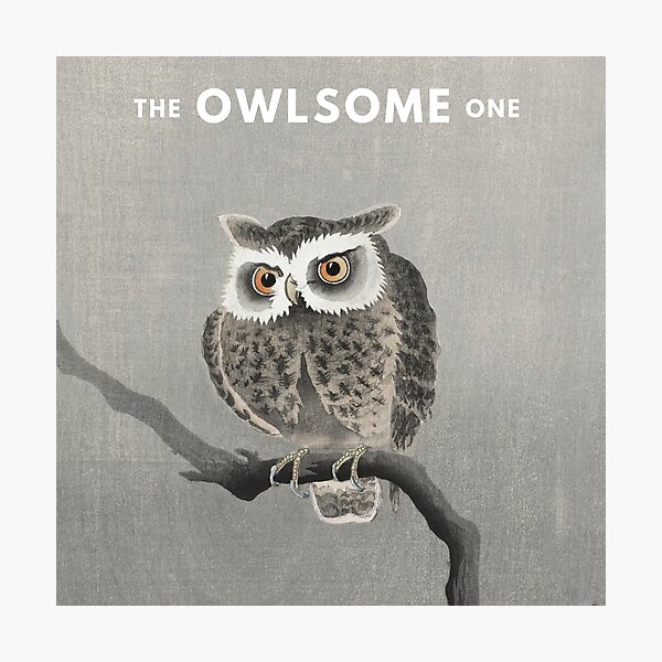 Lámina fotográfica «The Owlsome One - Búho de orejas largas en la rama ...