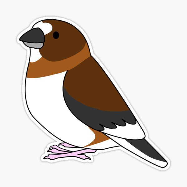 Zebra Finch Cartoon