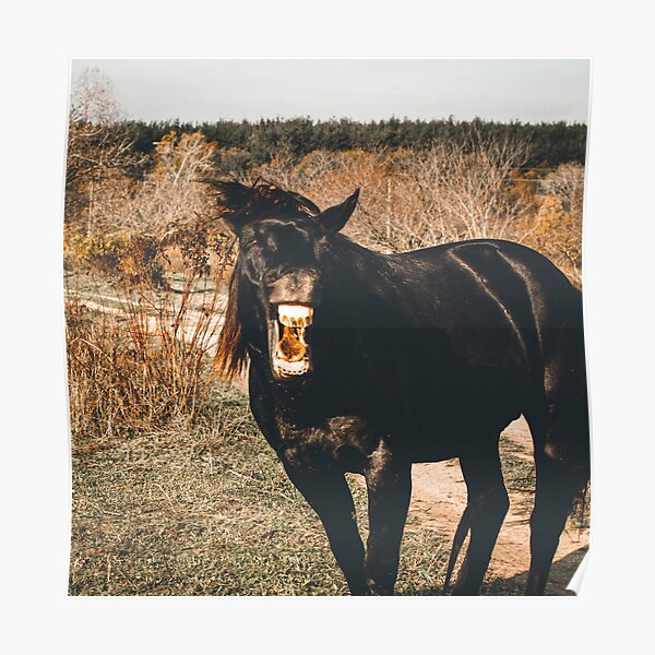 "Funny Hilarious Neighing Horse | Awkward Horse Smile" Poster for Sale ...