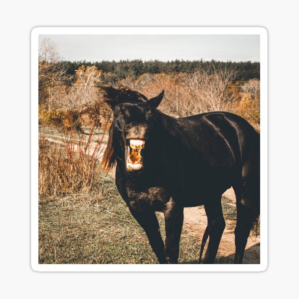 "Funny Hilarious Neighing Horse | Awkward Horse Smile" Sticker for Sale ...