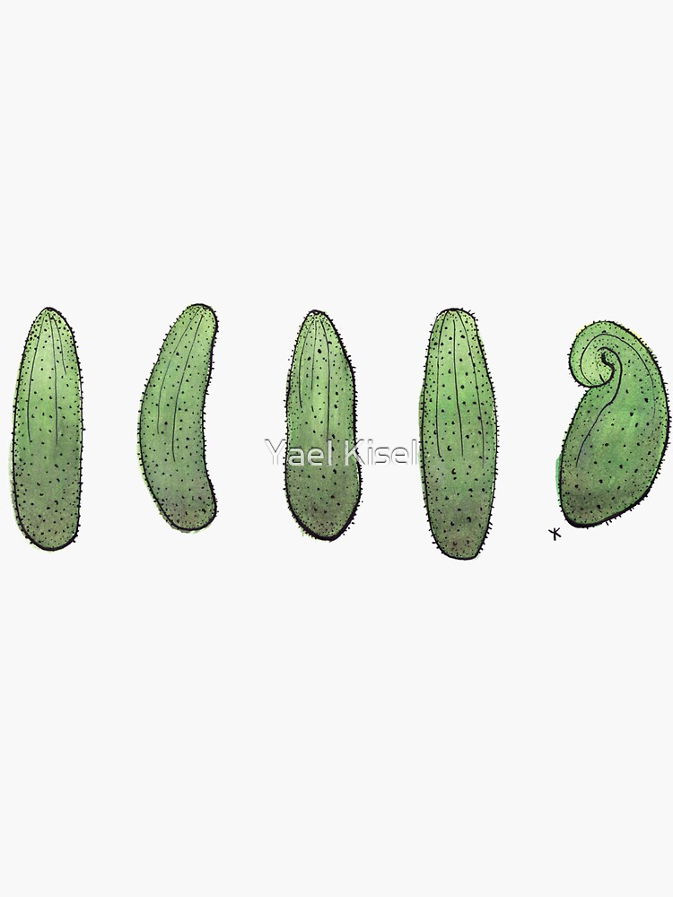 "Cucumbers" Sticker by yaelkisel | Redbubble