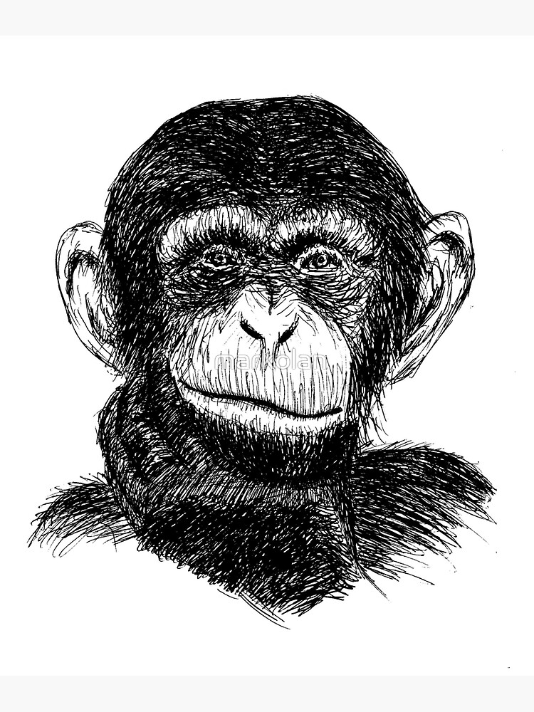 "monkey with an ironic smirk" Sticker for Sale by markolan | Redbubble