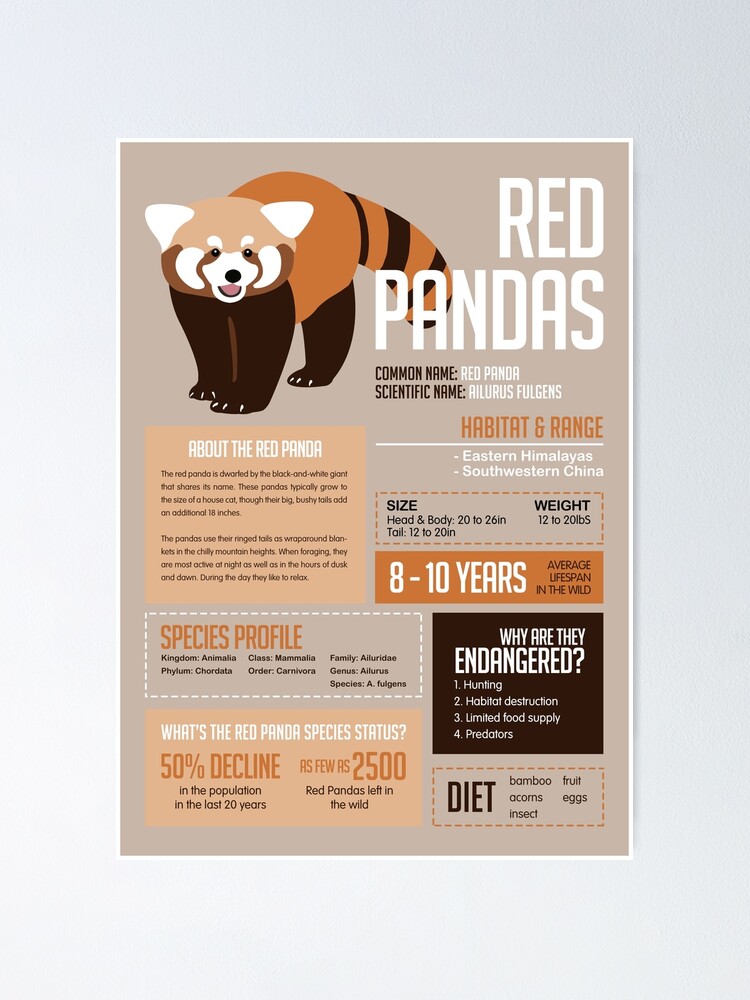 "Red Panda Infographic" Poster for Sale by Luan Huynh | Redbubble
