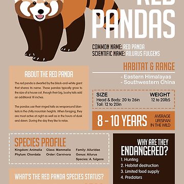"Red Panda Infographic" Poster for Sale by Luan Huynh | Redbubble