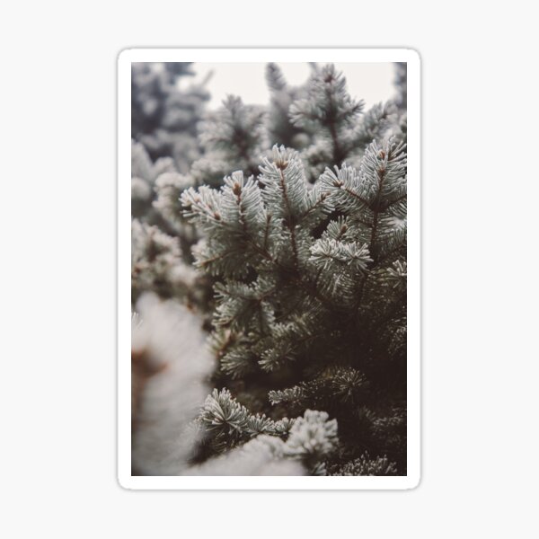 "Beautiful Winter (Blue Spruce) Tree" Sticker for Sale by ...
