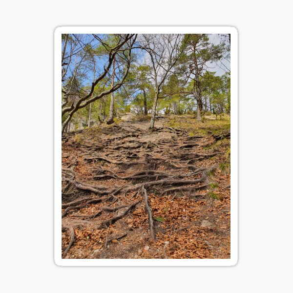 "Hiking Trail With Tree Roots " Sticker for Sale by Kate-P- | Redbubble