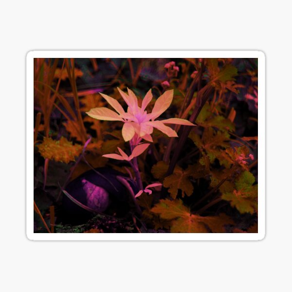 "Buckeye Sprout" Sticker for Sale by guyashart | Redbubble