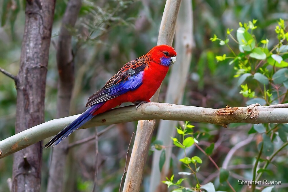 "Crimson Rosella" by Stephen Ruane | Redbubble