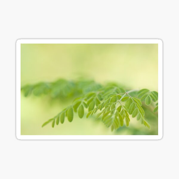 "macro shot of moringa leaves(moringa oleifera)" Sticker for Sale by ...