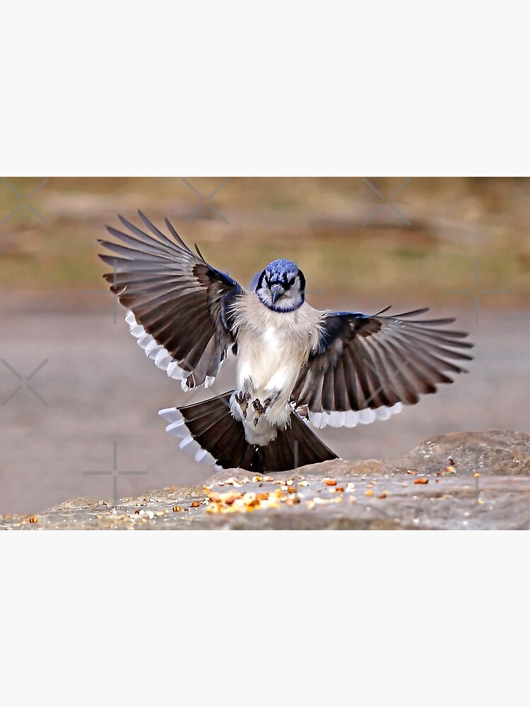 "Blue Jay Landing" Photographic Print for Sale by darby8 | Redbubble