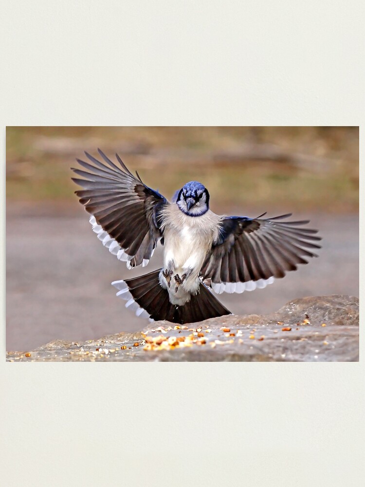 "Blue Jay Landing" Photographic Print for Sale by darby8 | Redbubble