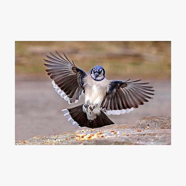 "Blue Jay Landing" Photographic Print for Sale by darby8 | Redbubble
