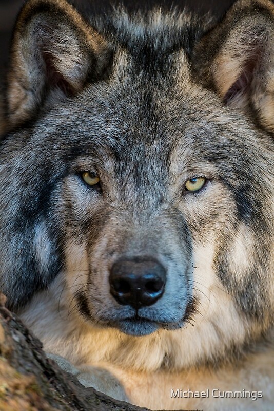 "Timber Wolf Portrait" by Michael Cummings | Redbubble