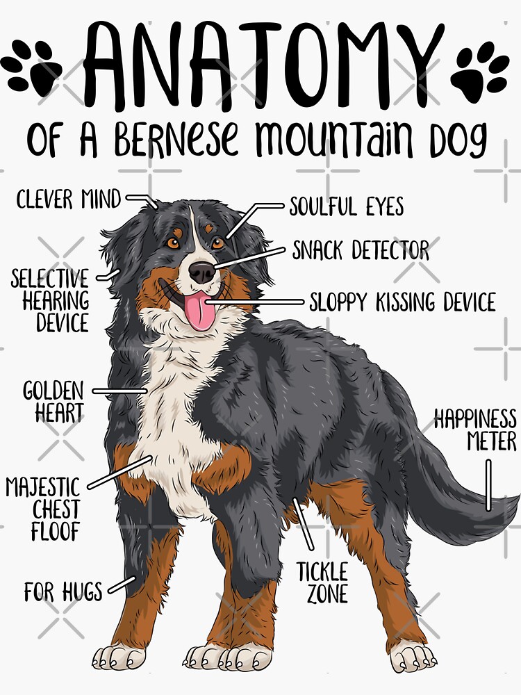 "Funny Bernese Mountain Dog Anatomy Berner Dog Owner Dog Lover" Sticker for Sale by la-nynx ...