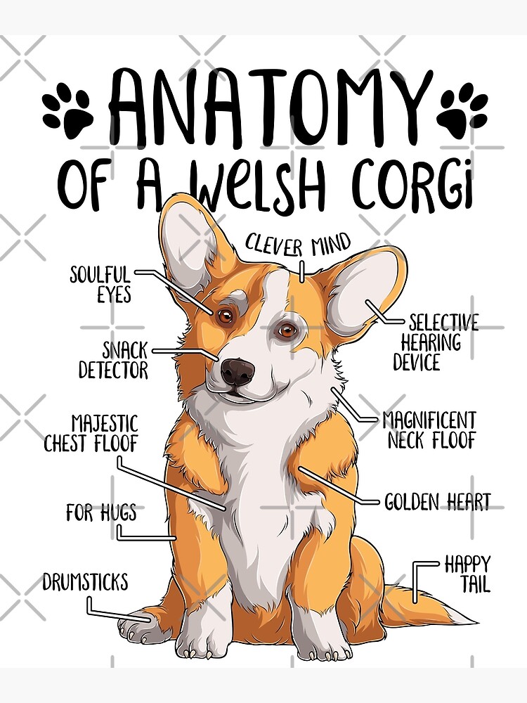 "Funny Welsh Corgi Dog Anatomy Dog Owner Dog Lover" Poster for Sale by la-nynx | Redbubble