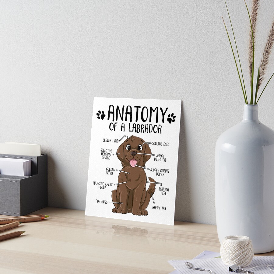 "Funny Chocolate Labrador Dog Anatomy Dog Lover" Poster for Sale by la-nynx | Redbubble