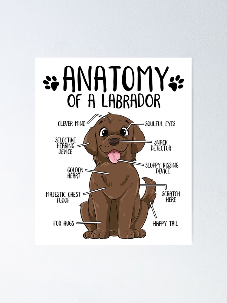 "Funny Chocolate Labrador Dog Anatomy Dog Lover" Poster for Sale by la-nynx | Redbubble