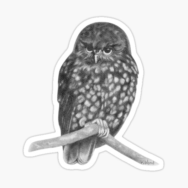 "Morepork- Ruru- New Zealand Owl " Sticker by KarenWoodArt | Redbubble
