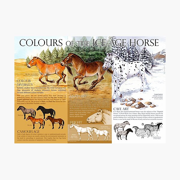 "Colours of the Ice Age Horse" Photographic Print for Sale by Pip Tacla ...