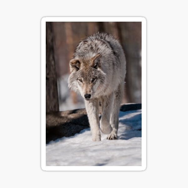 "Timber Wolf Pup" Sticker for Sale by jaydee1400 | Redbubble