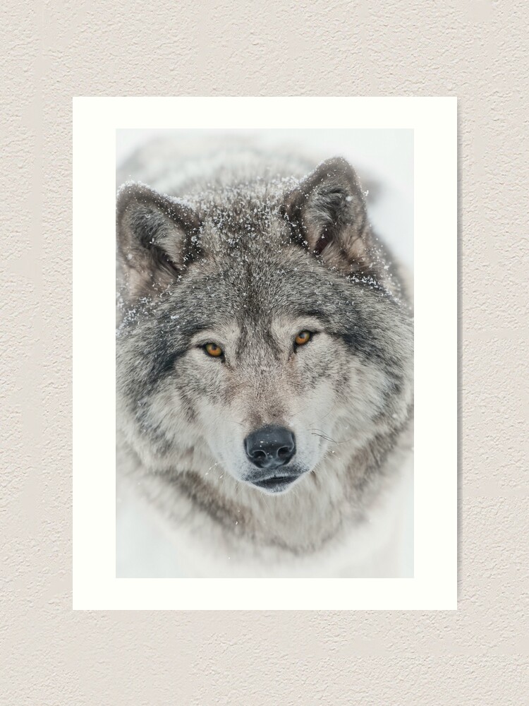 "Timber Wolf" Art Print by jaydee1400 | Redbubble
