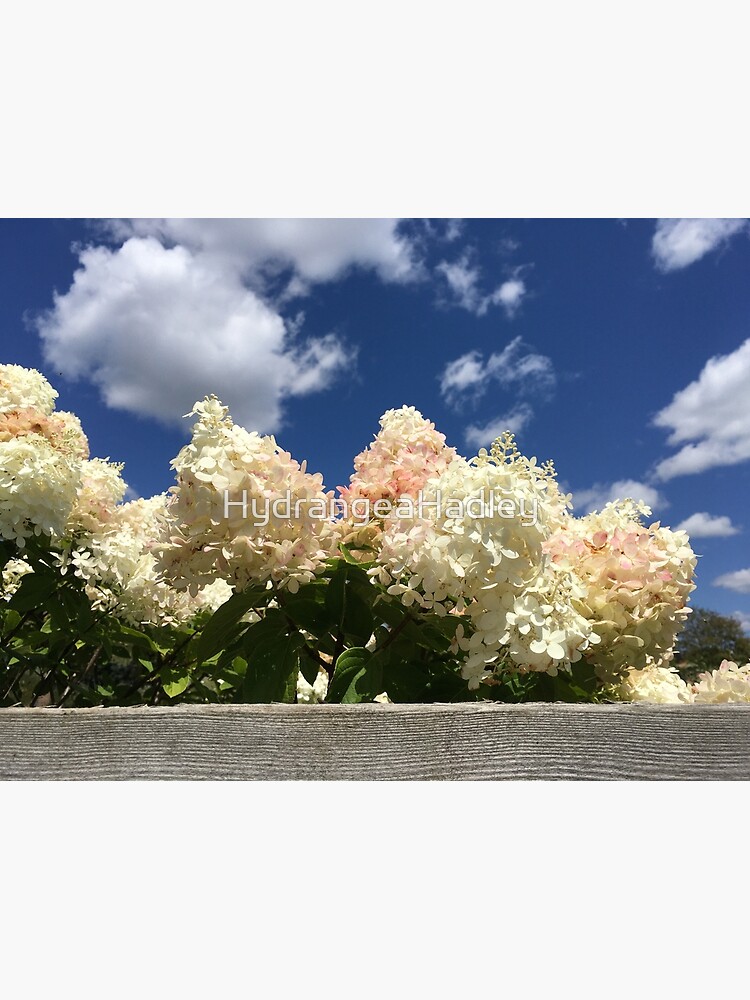 "Hydrangea Heaven" Poster for Sale by HydrangeaHadley | Redbubble