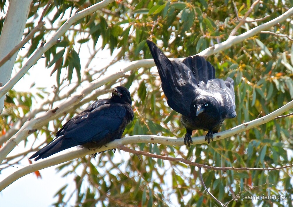 "RAVEN ~ Forest Raven 6BJY9WG5 by David Irwin" by tasmanianartist ...