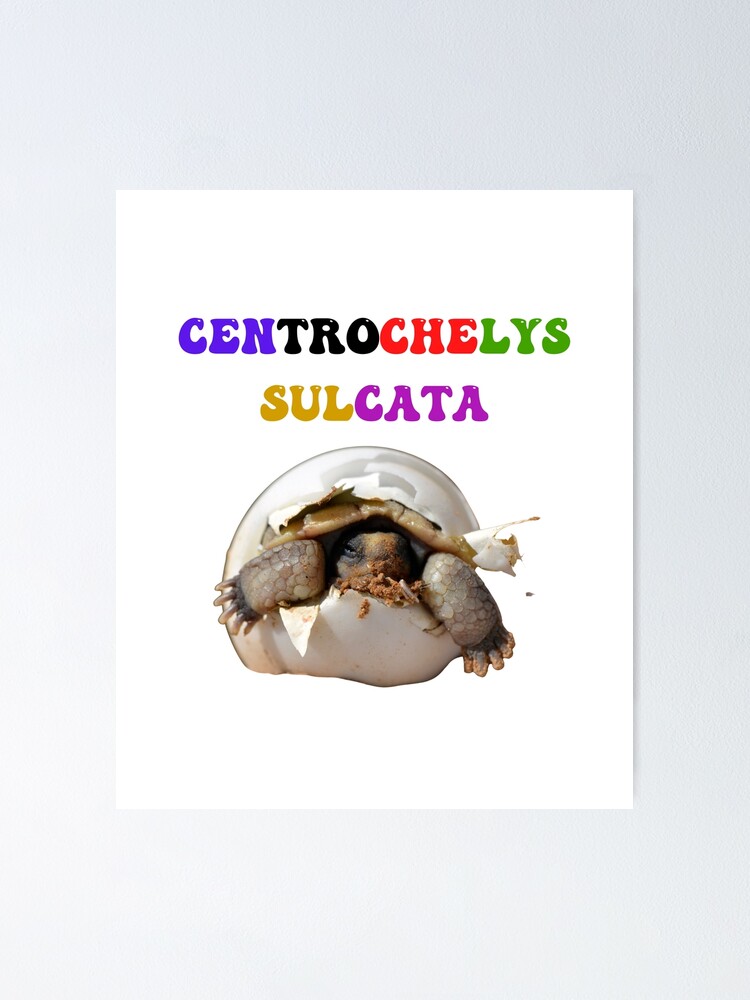 "Centrochelys Sulcata" Poster for Sale by Chrisblazestore | Redbubble