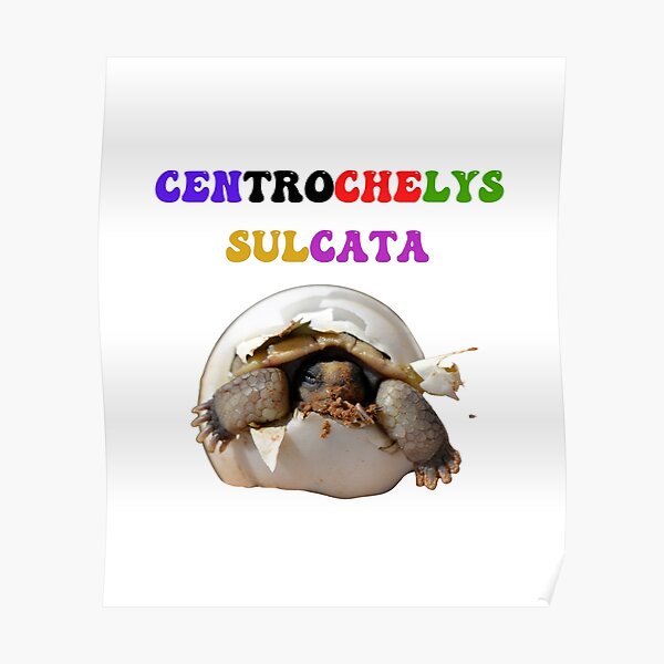 "Centrochelys Sulcata" Poster for Sale by Chrisblazestore | Redbubble