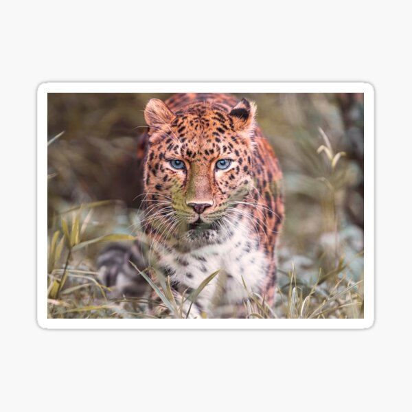 "Amur leopard" Sticker for Sale by Olek-Impek | Redbubble