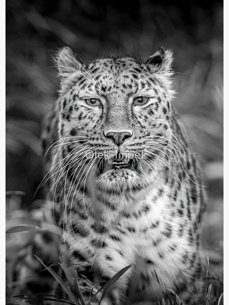 "Amur leopard" Sticker for Sale by Olek-Impek | Redbubble