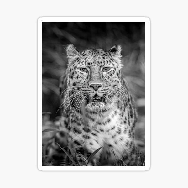 "Amur leopard" Sticker for Sale by Olek-Impek | Redbubble