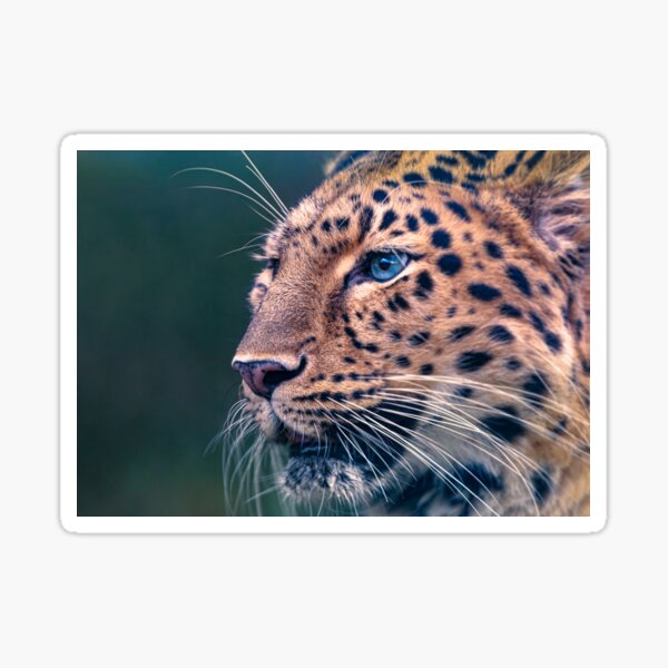 "Amur leopard" Sticker for Sale by Olek-Impek | Redbubble