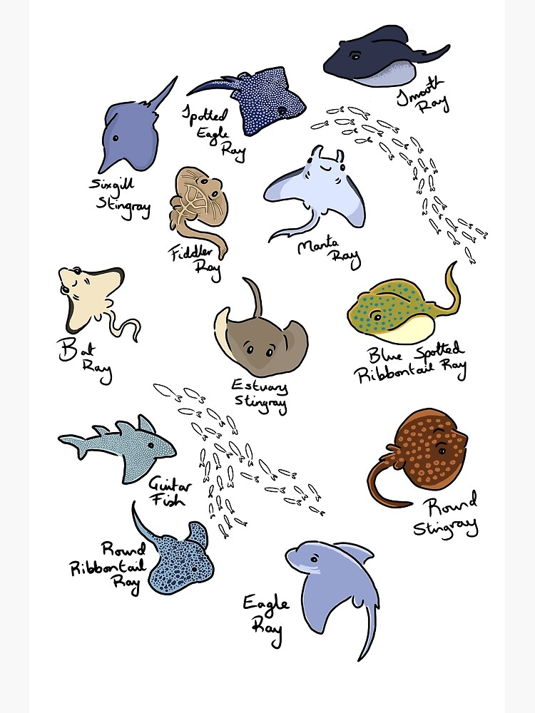 "Stingray Species" Poster for Sale by Brydenophyte | Redbubble